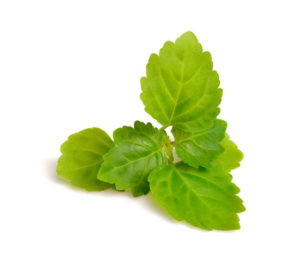 PATSCHULI – POGOSTEMON CABLIN | Massage Hypnose Wien